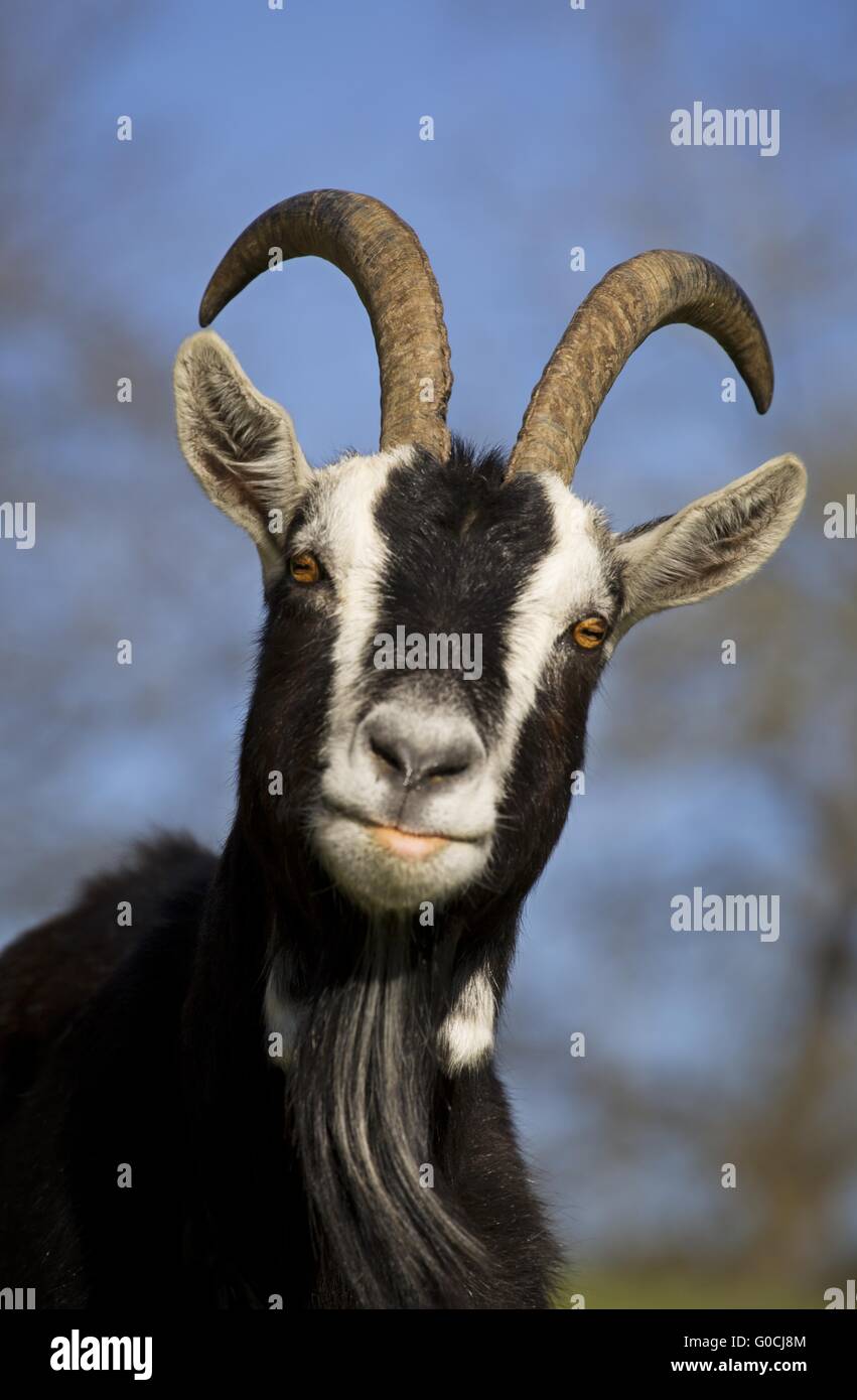 Wiesenziegen bart -Fotos und -Bildmaterial in hoher Auflösung – Alamy