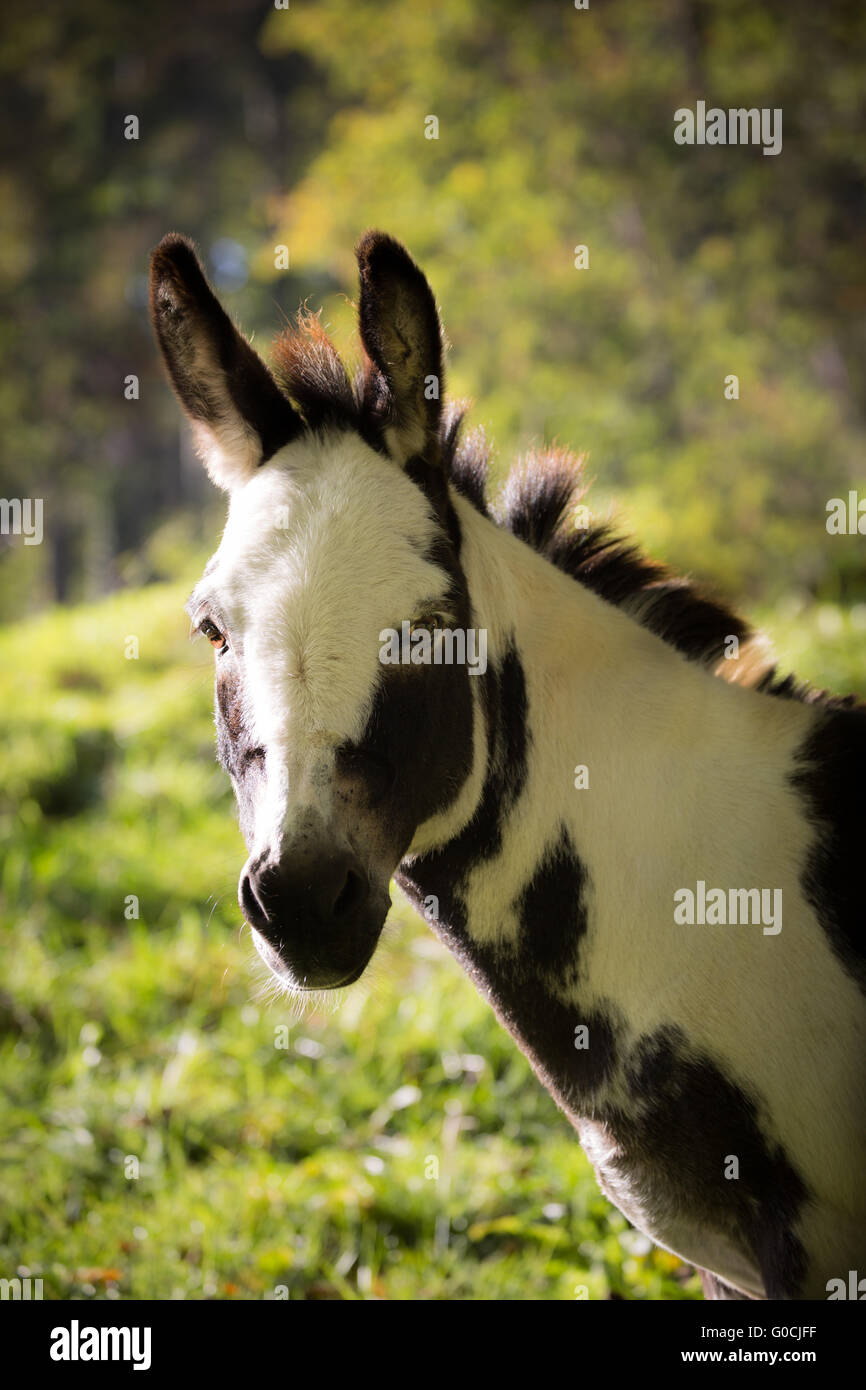 Miniatur Esel Entdeckt Stockfotos und -bilder Kaufen - Alamy