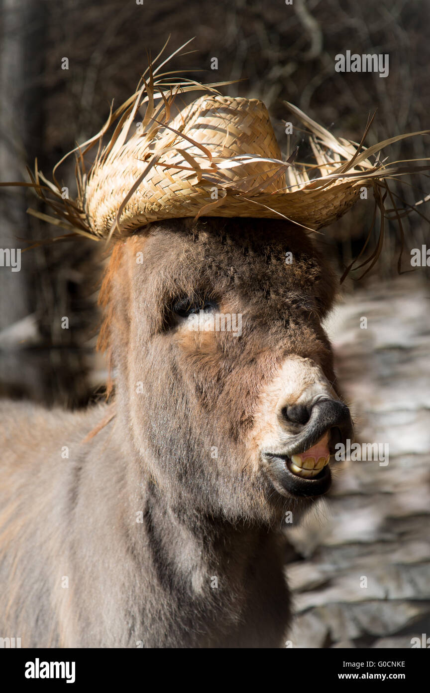 Lustiger typ -Fotos und -Bildmaterial in hoher Auflösung – Alamy