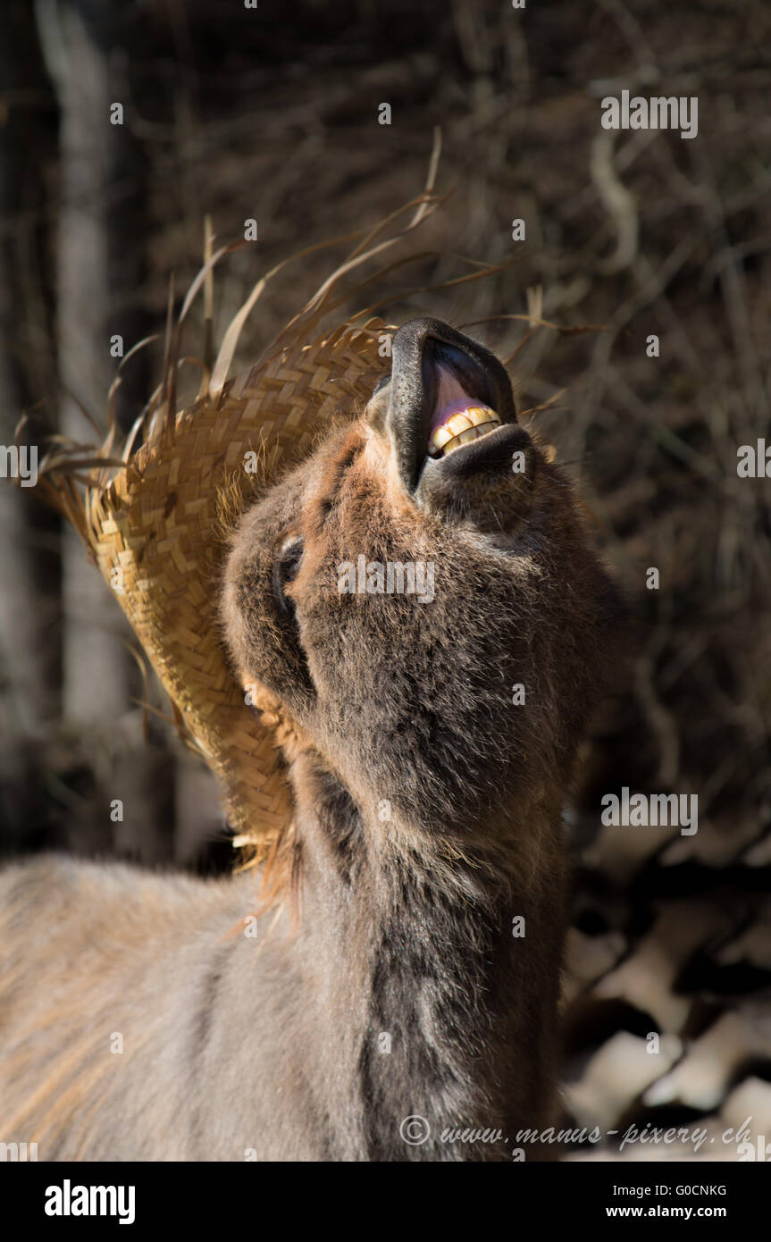 Lustiger typ -Fotos und -Bildmaterial in hoher Auflösung – Alamy
