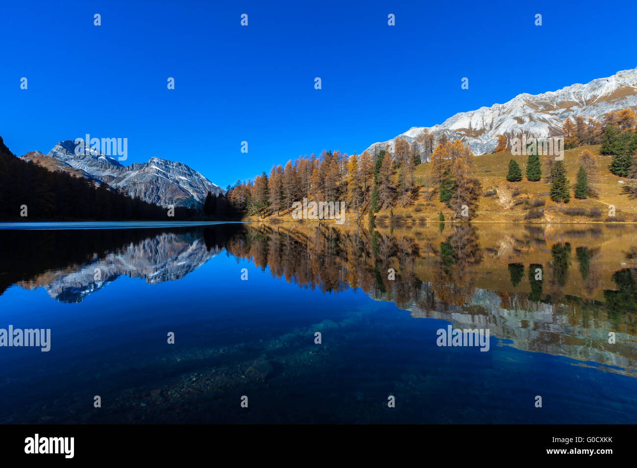 Atemberaubende Aussicht auf den Palpuogna-See mit goldenen Lärchen, die ...
