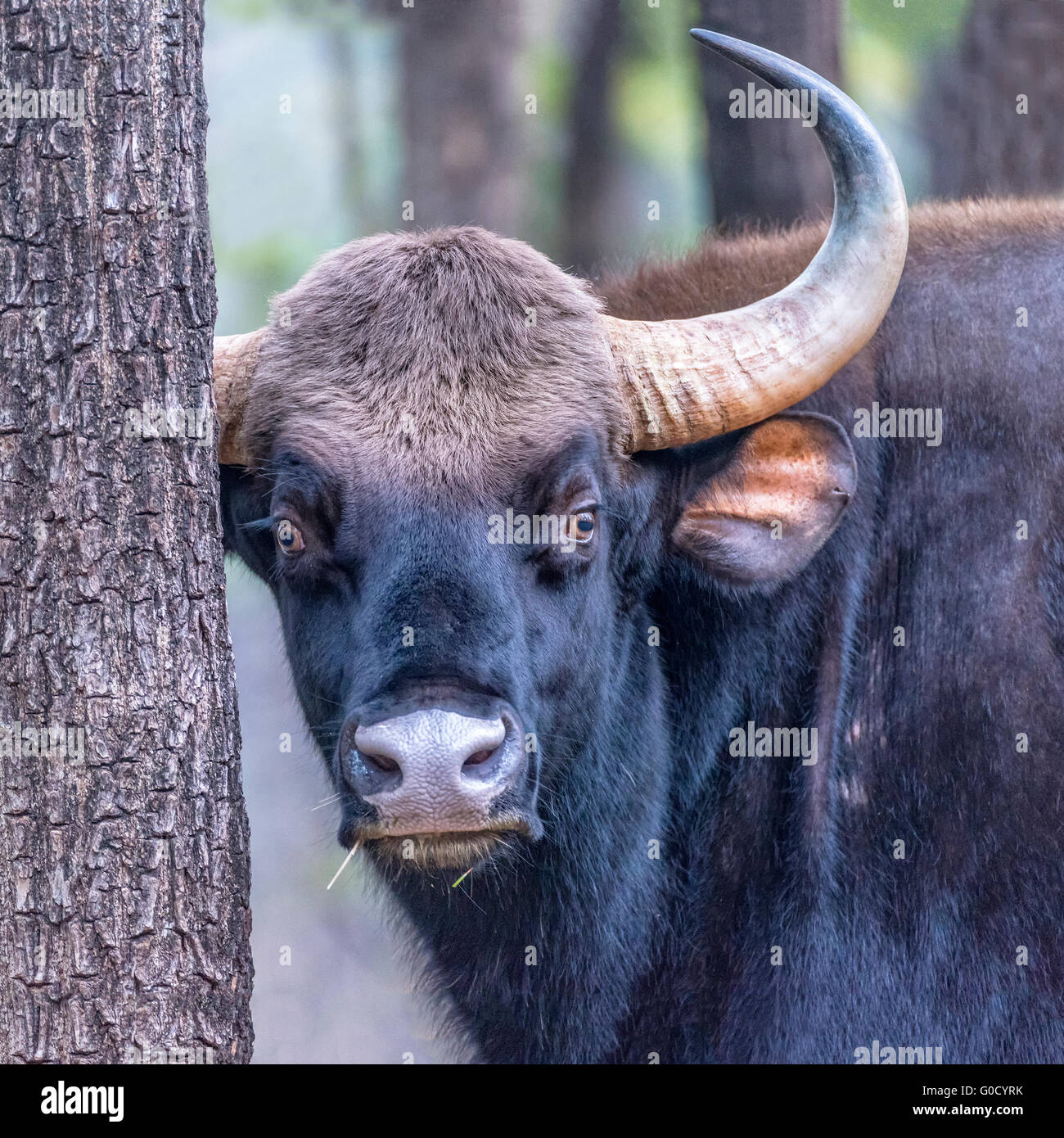 Indien bison -Fotos und -Bildmaterial in hoher Auflösung – Alamy