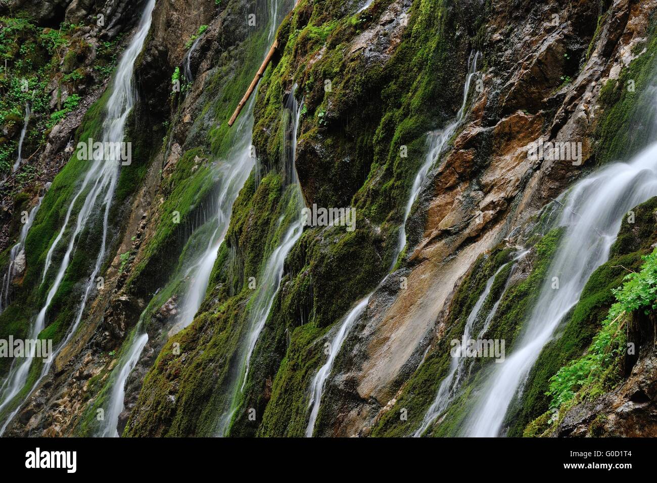 Intact plants -Fotos und -Bildmaterial in hoher Auflösung – Alamy