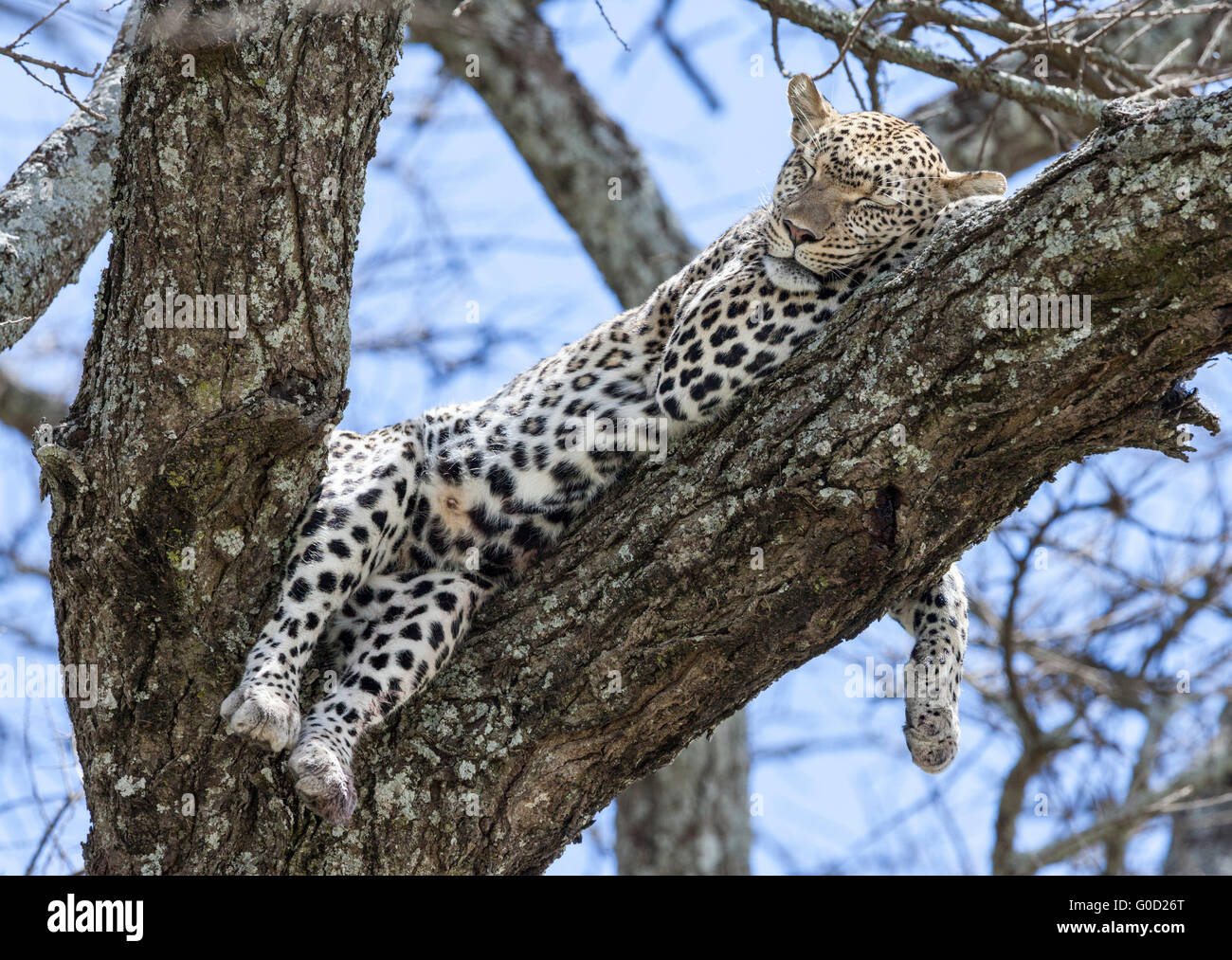 Leopard schlafend auf dem baum -Fotos und -Bildmaterial in hoher ...