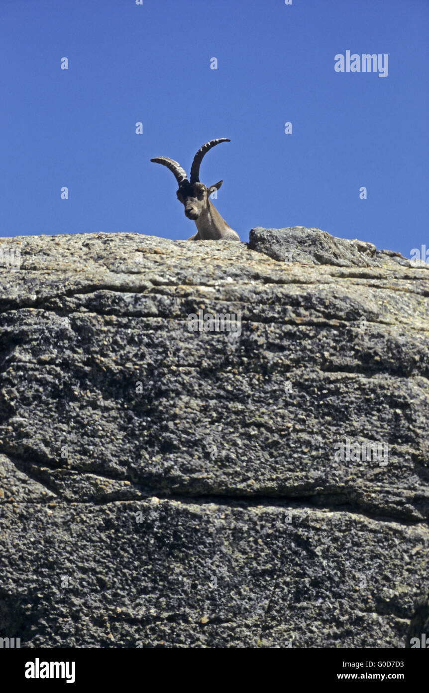 Spanischer oder iberischer steinbock -Fotos und -Bildmaterial in hoher ...