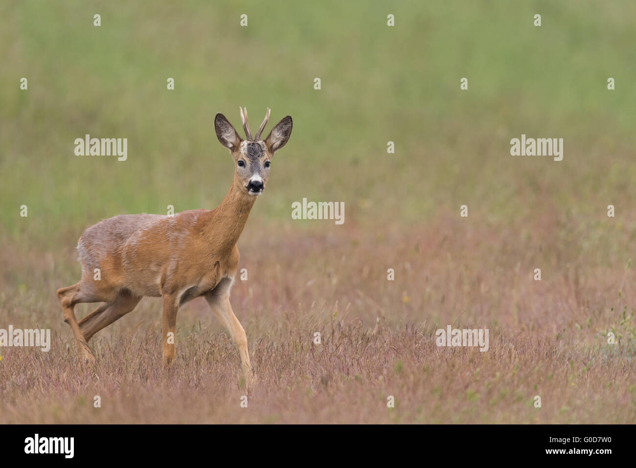 Roe deer buck may -Fotos und -Bildmaterial in hoher Auflösung – Alamy
