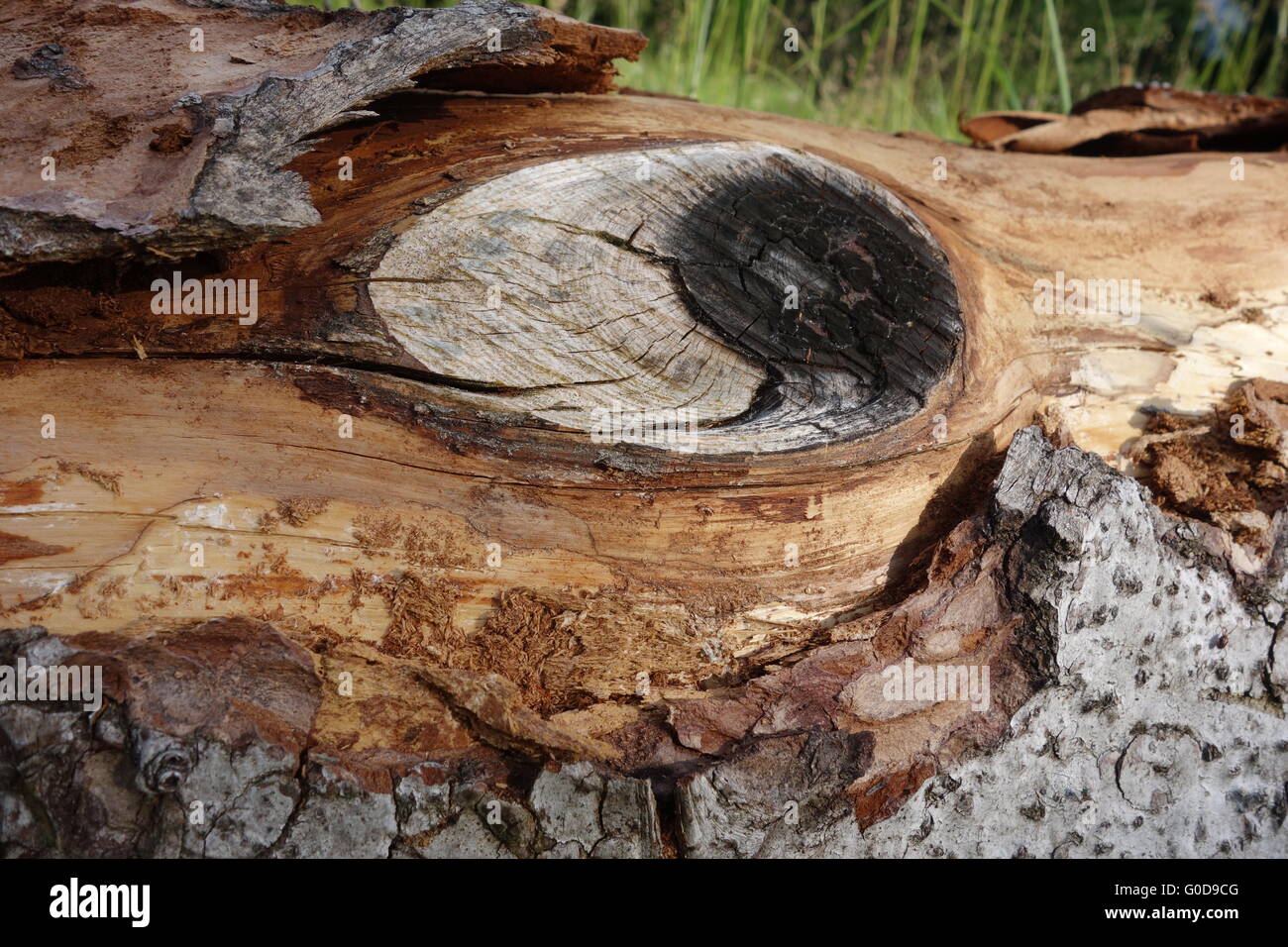 Astloch baum -Fotos und -Bildmaterial in hoher Auflösung – Alamy