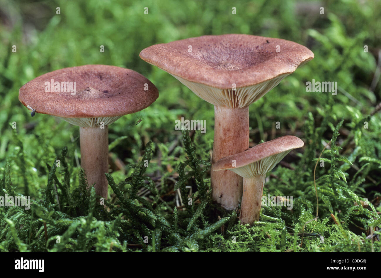 Red hot milk cap -Fotos und -Bildmaterial in hoher Auflösung – Alamy