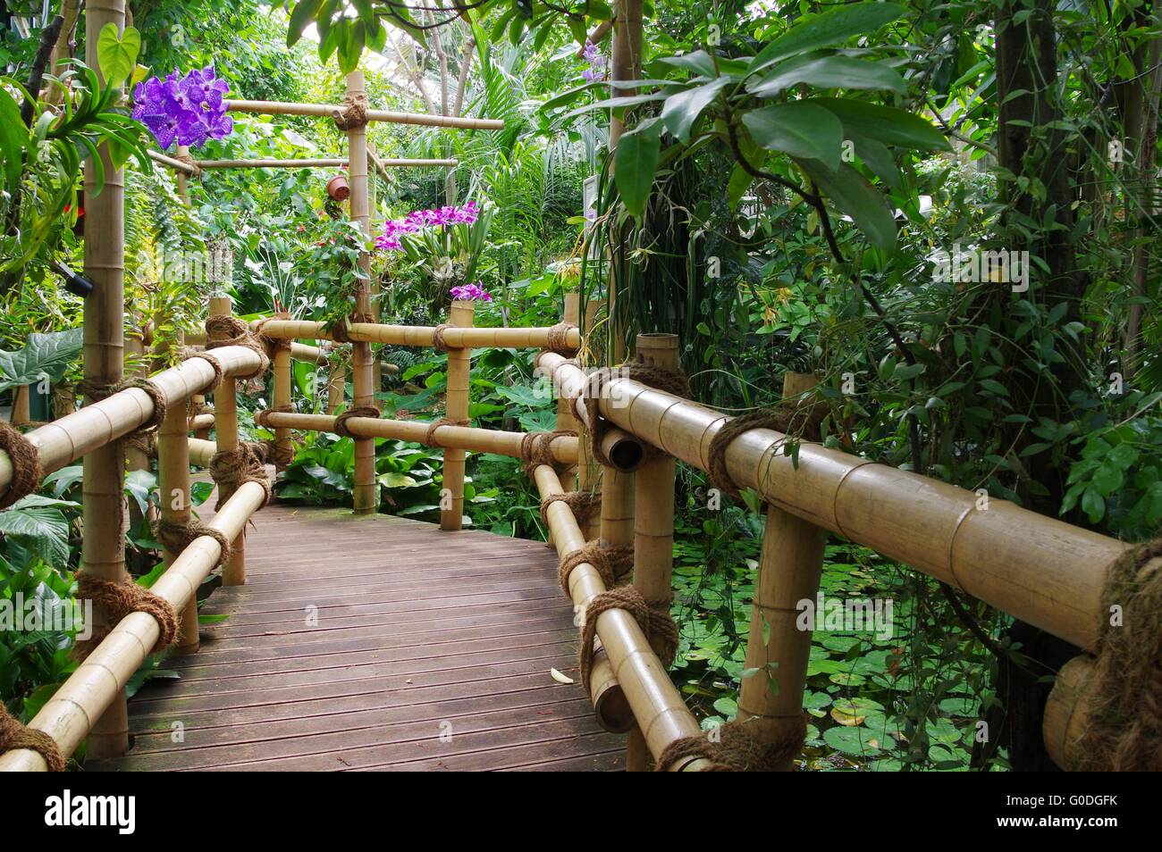 Tropen pflanzen -Fotos und -Bildmaterial in hoher Auflösung – Alamy