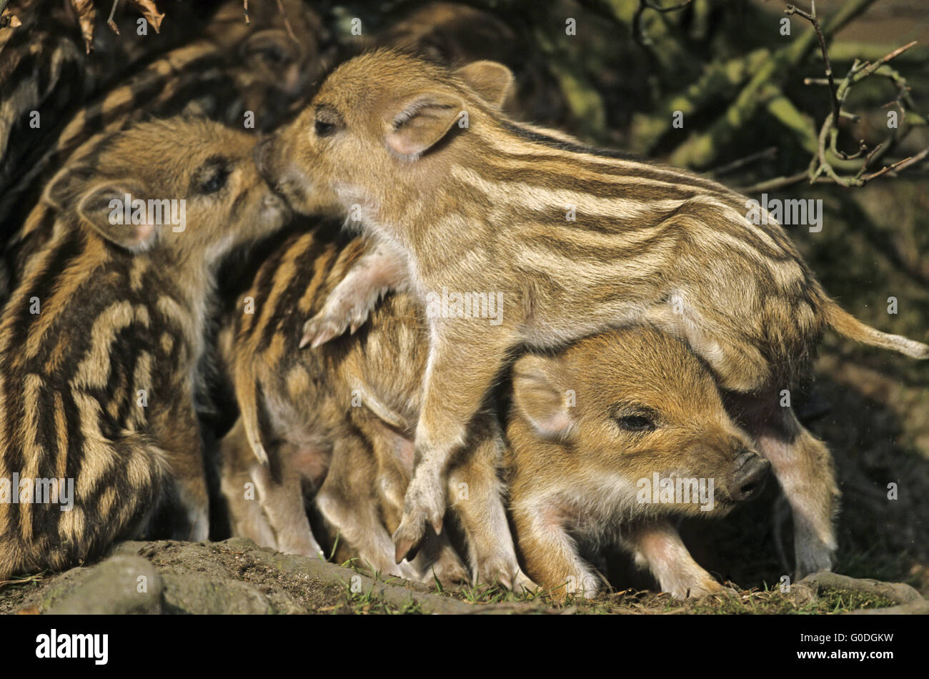 Wildschwein-Ferkel spielerisch kämpfen Stockfotografie - Alamy