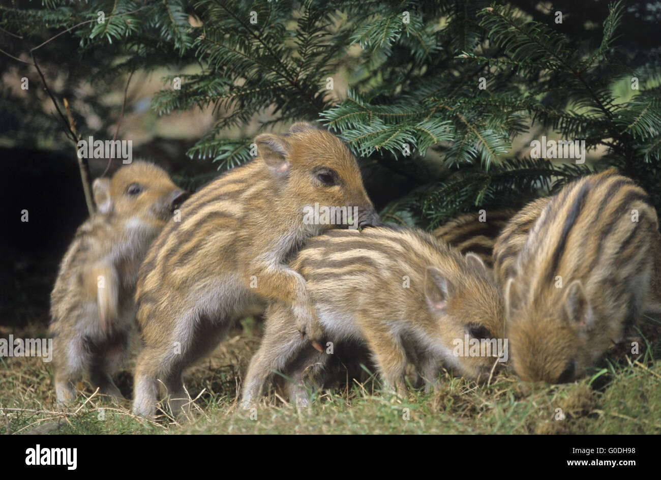 Wildschwein-Ferkel spielerisch kämpfen Stockfotografie - Alamy