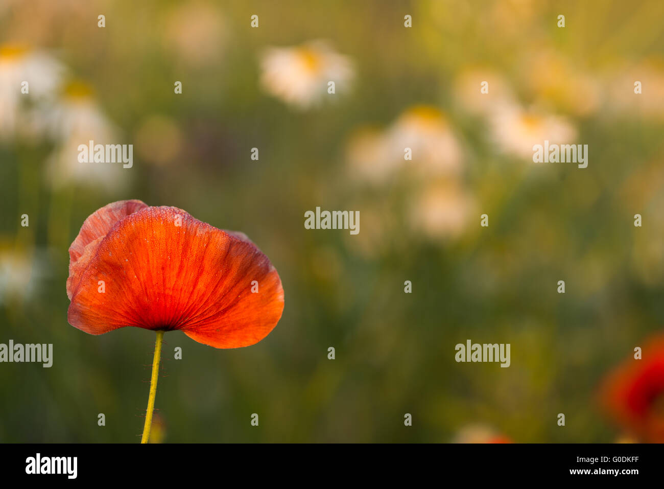 Papaver apulum -Fotos und -Bildmaterial in hoher Auflösung – Alamy
