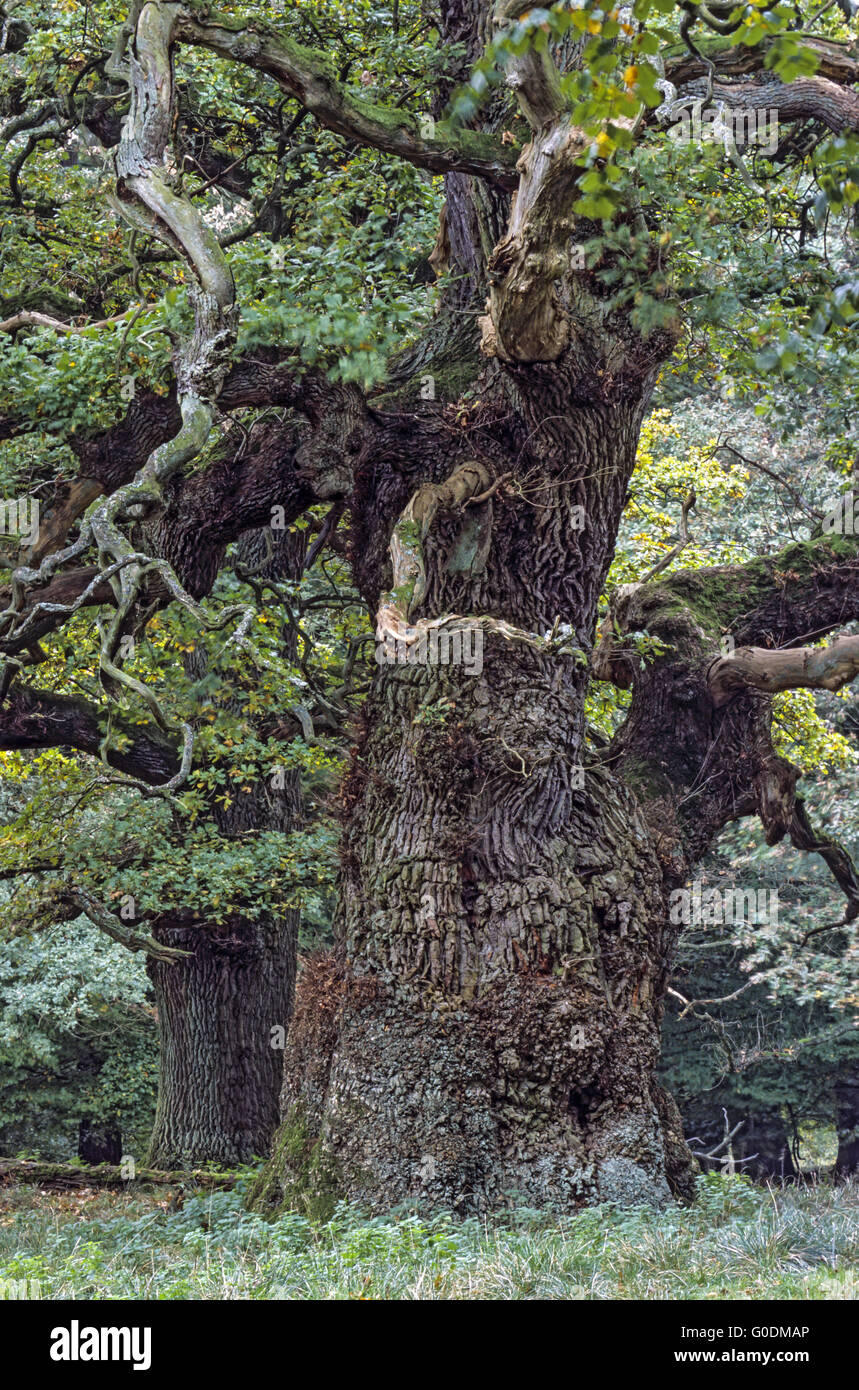 Alte stieleiche im herbstlaub -Fotos und -Bildmaterial in hoher ...