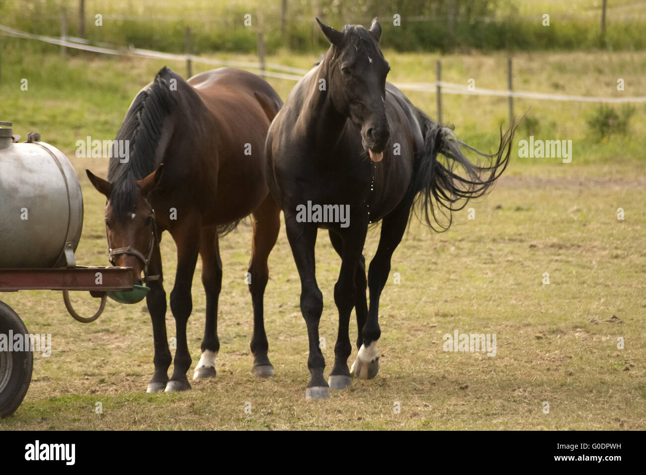 Trinken ist wichtig -Fotos und -Bildmaterial in hoher Auflösung – Alamy