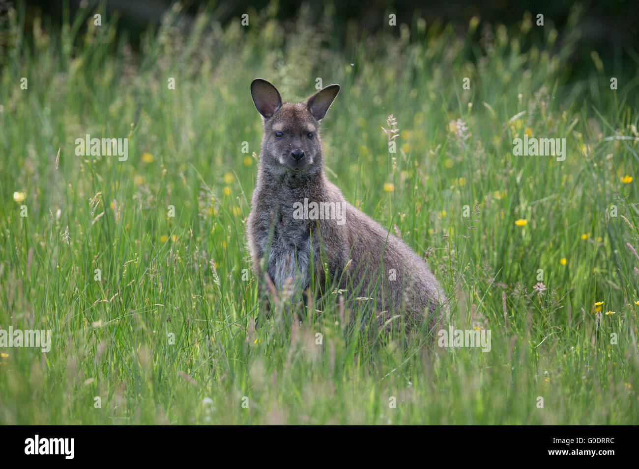 Red necked wallaby -Fotos und -Bildmaterial in hoher Auflösung – Alamy