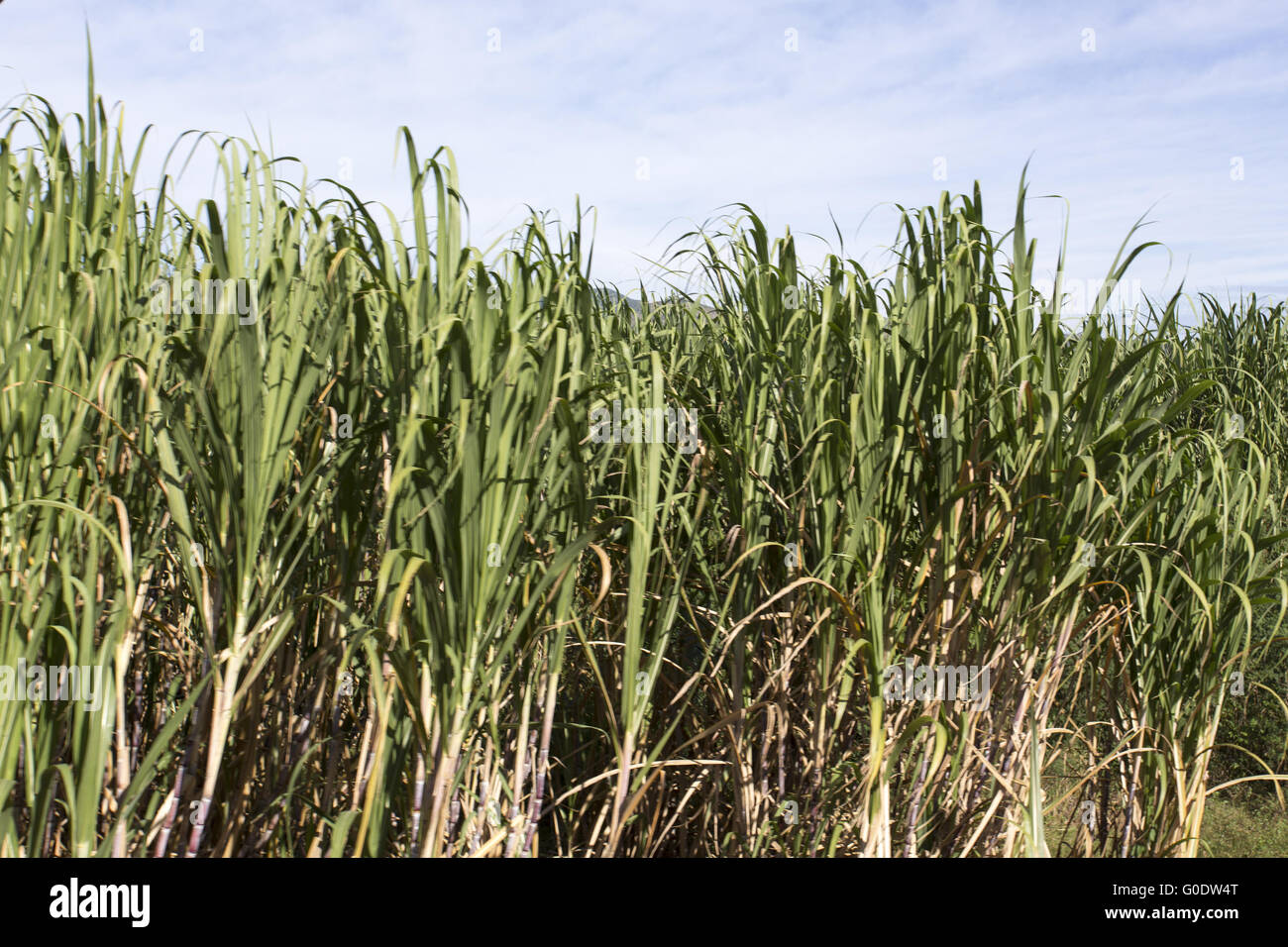 Stalk Sugarcane Stockfotos und -bilder Kaufen - Alamy