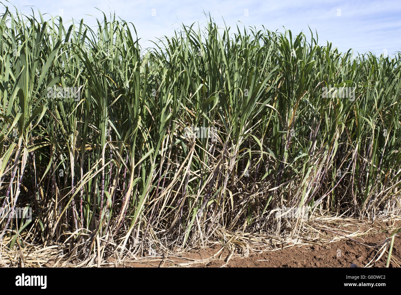 Stalk Sugarcane Stockfotos und -bilder Kaufen - Alamy