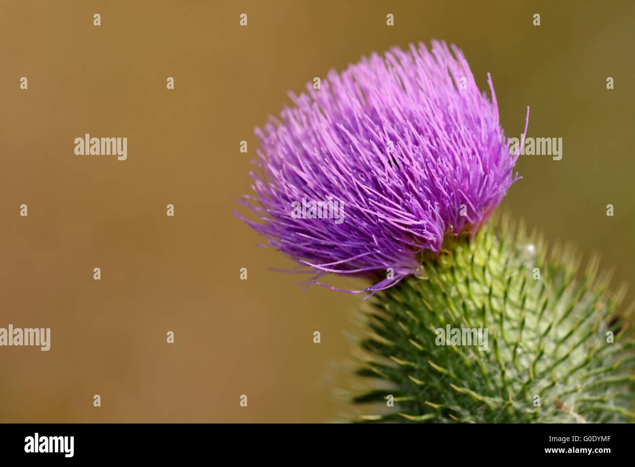 Ble biene -Fotos und -Bildmaterial in hoher Auflösung – Alamy