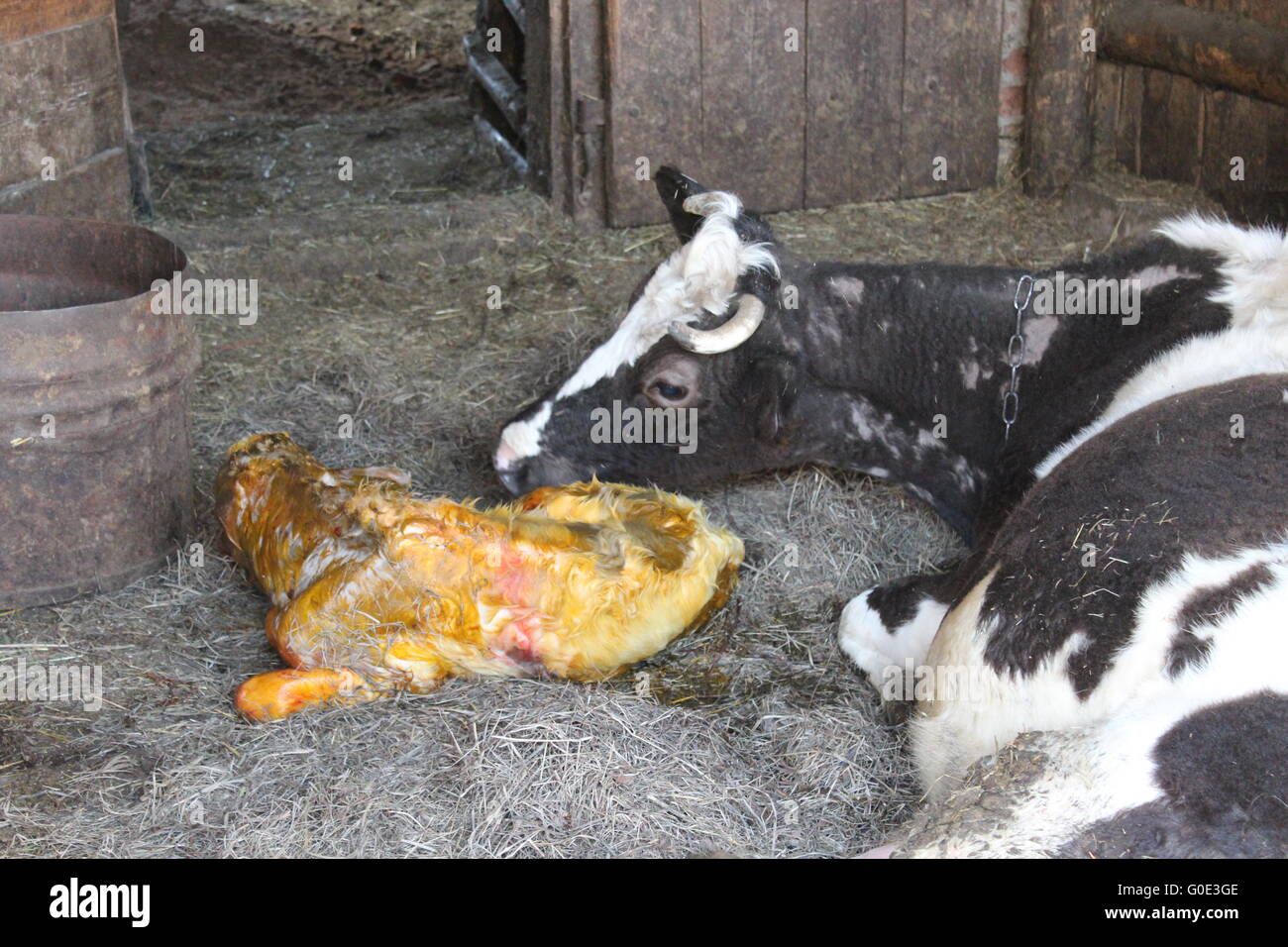 Cattle birth of calf -Fotos und -Bildmaterial in hoher Auflösung – Alamy