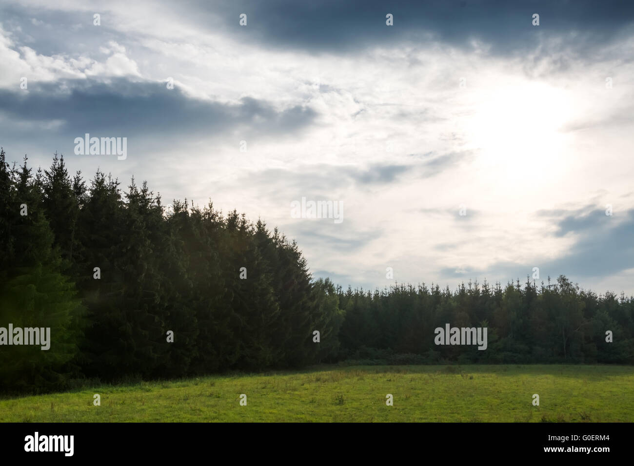 Wiese lichtung -Fotos und -Bildmaterial in hoher Auflösung – Alamy