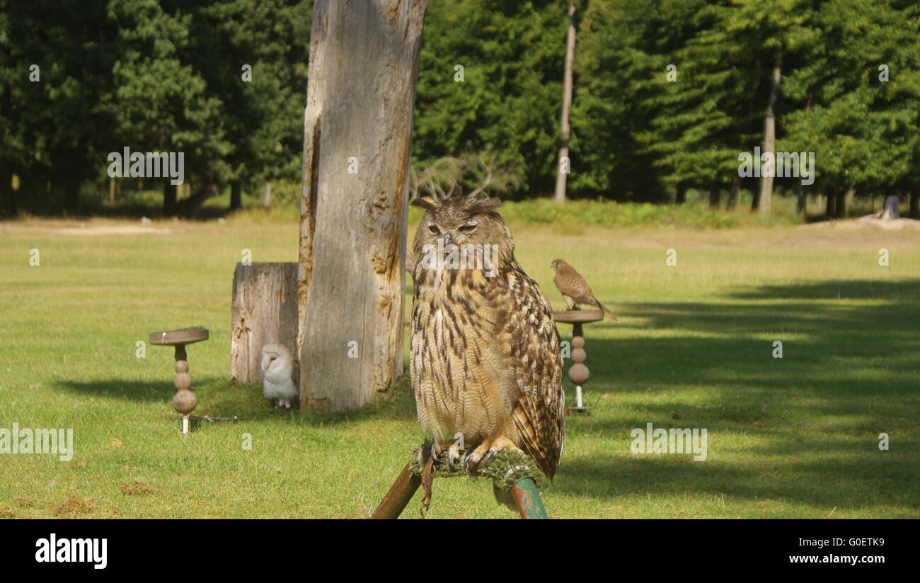 Uhu kopf -Fotos und -Bildmaterial in hoher Auflösung – Alamy