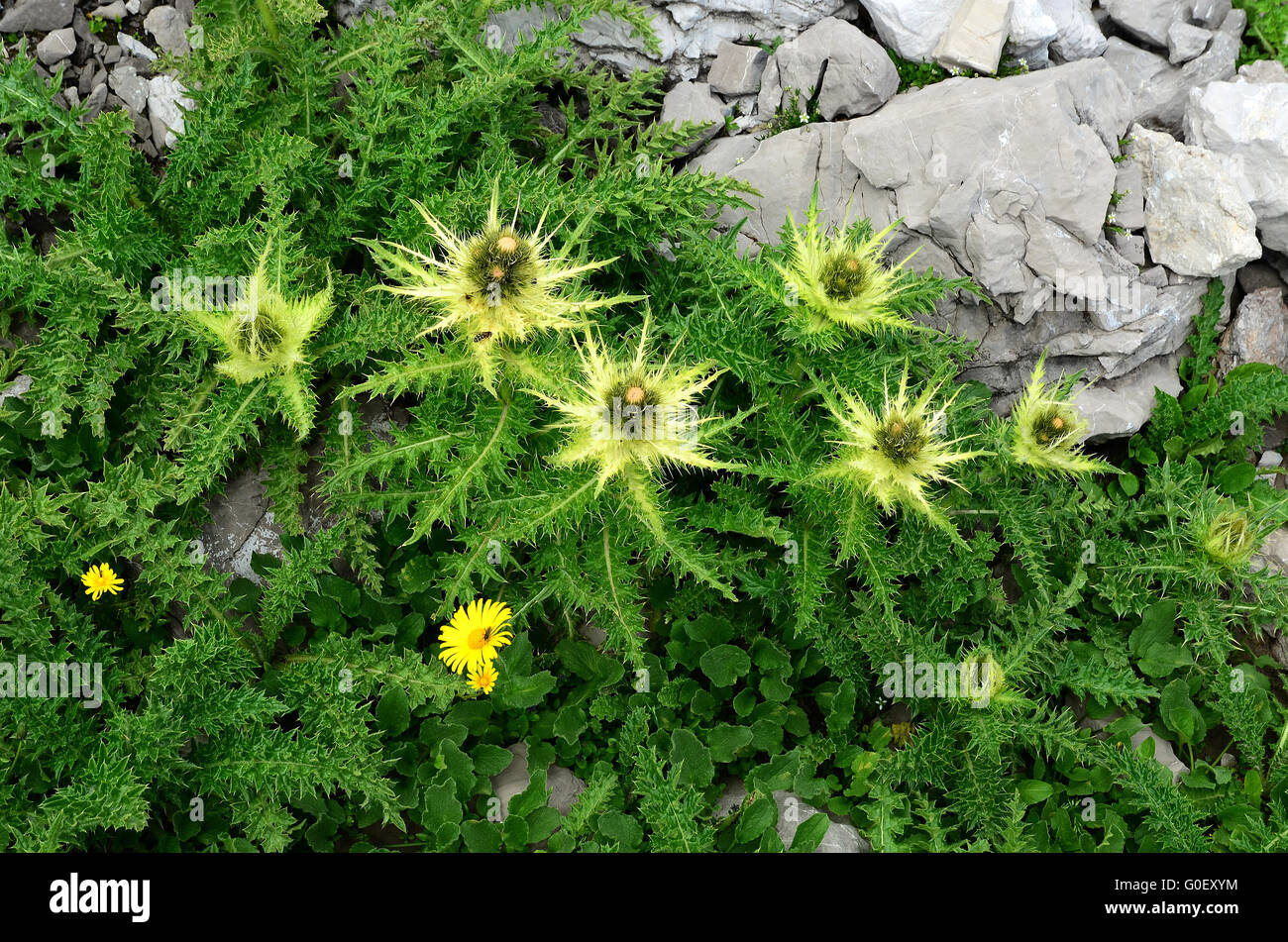 Distel wie pflanzen -Fotos und -Bildmaterial in hoher Auflösung – Alamy
