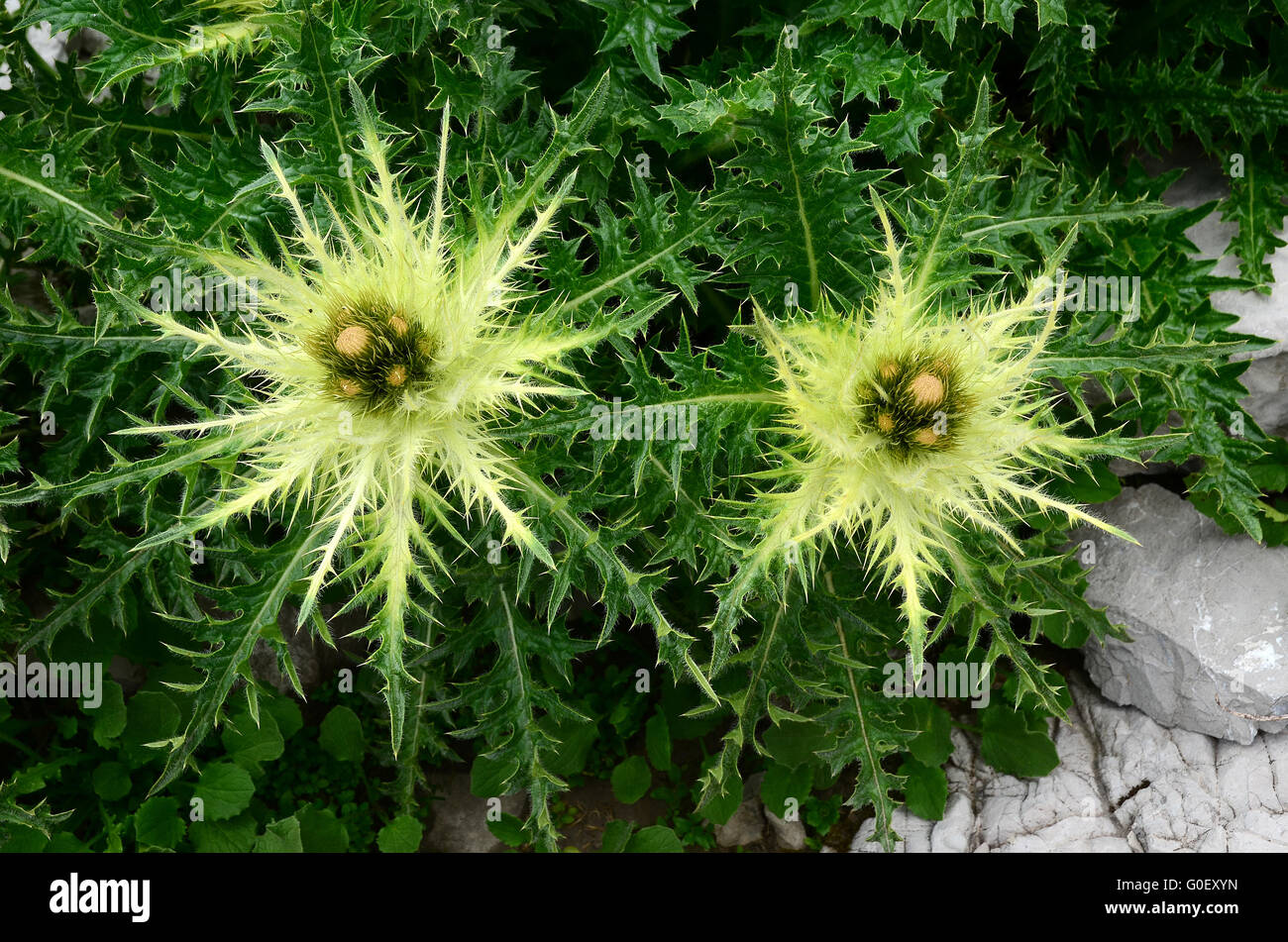 Distelartige pflanzen -Fotos und -Bildmaterial in hoher Auflösung – Alamy