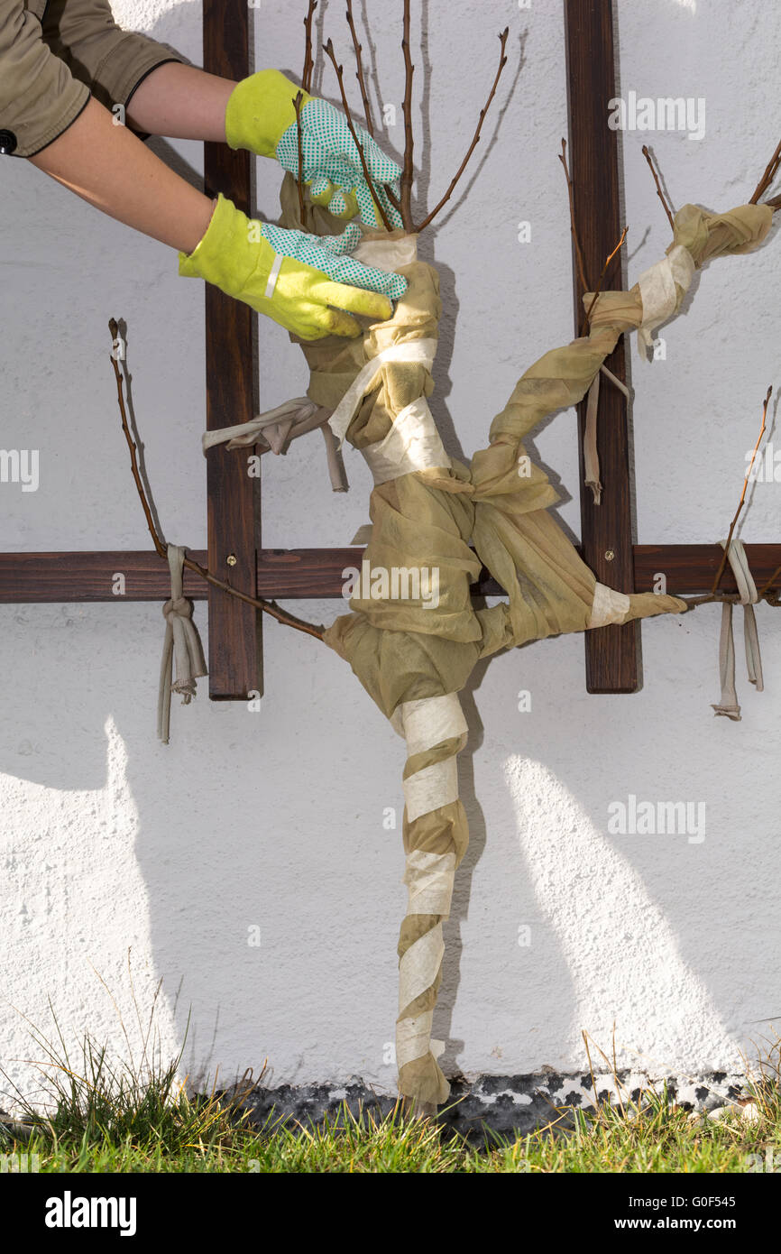 Junger obstbaum -Fotos und -Bildmaterial in hoher Auflösung – Alamy