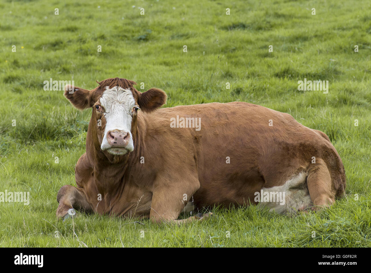 Schaue simmental -Fotos und -Bildmaterial in hoher Auflösung – Alamy