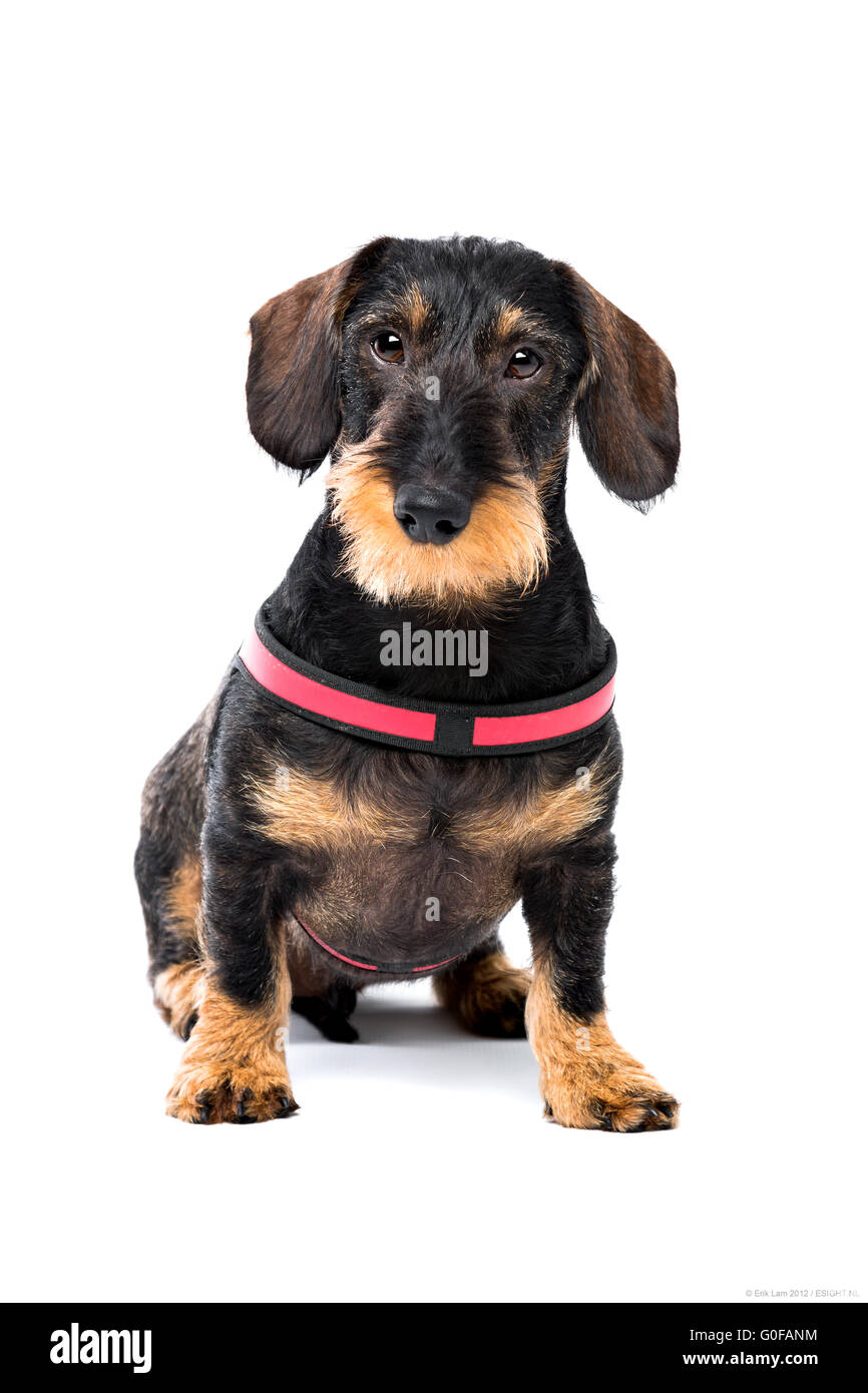 Drahthaar dackel -Fotos und -Bildmaterial in hoher Auflösung – Alamy