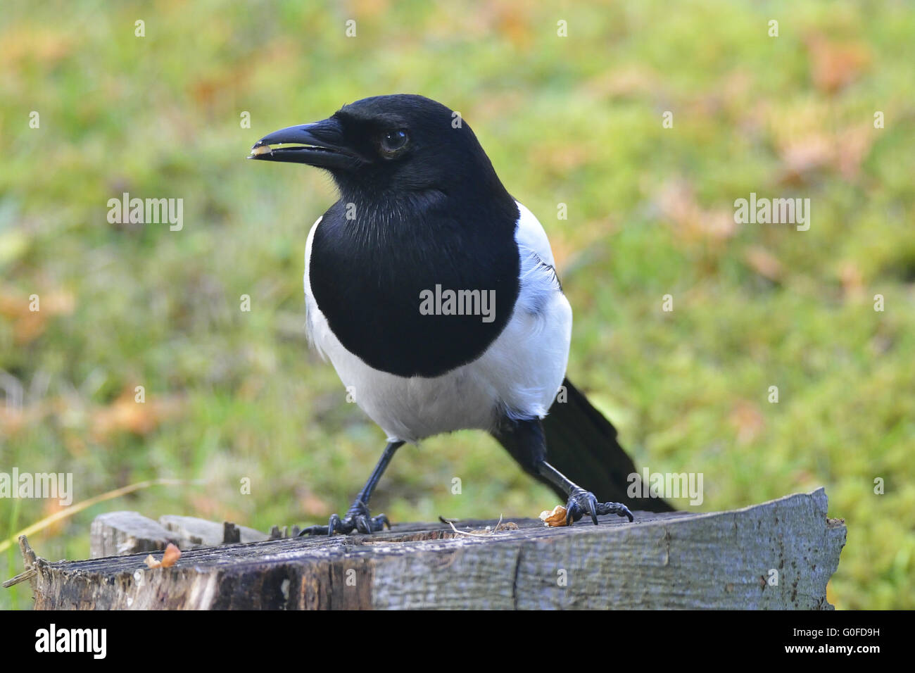 Schwarze elster -Fotos und -Bildmaterial in hoher Auflösung – Alamy
