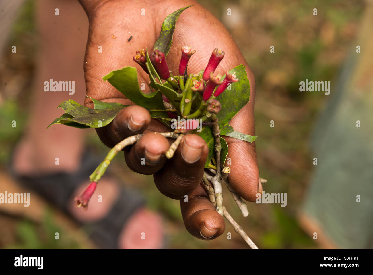 Gewuerznelken baumes -Fotos und -Bildmaterial in hoher Auflösung – Alamy