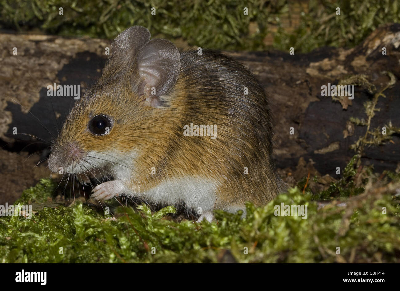Feld waldmaus -Fotos und -Bildmaterial in hoher Auflösung – Alamy
