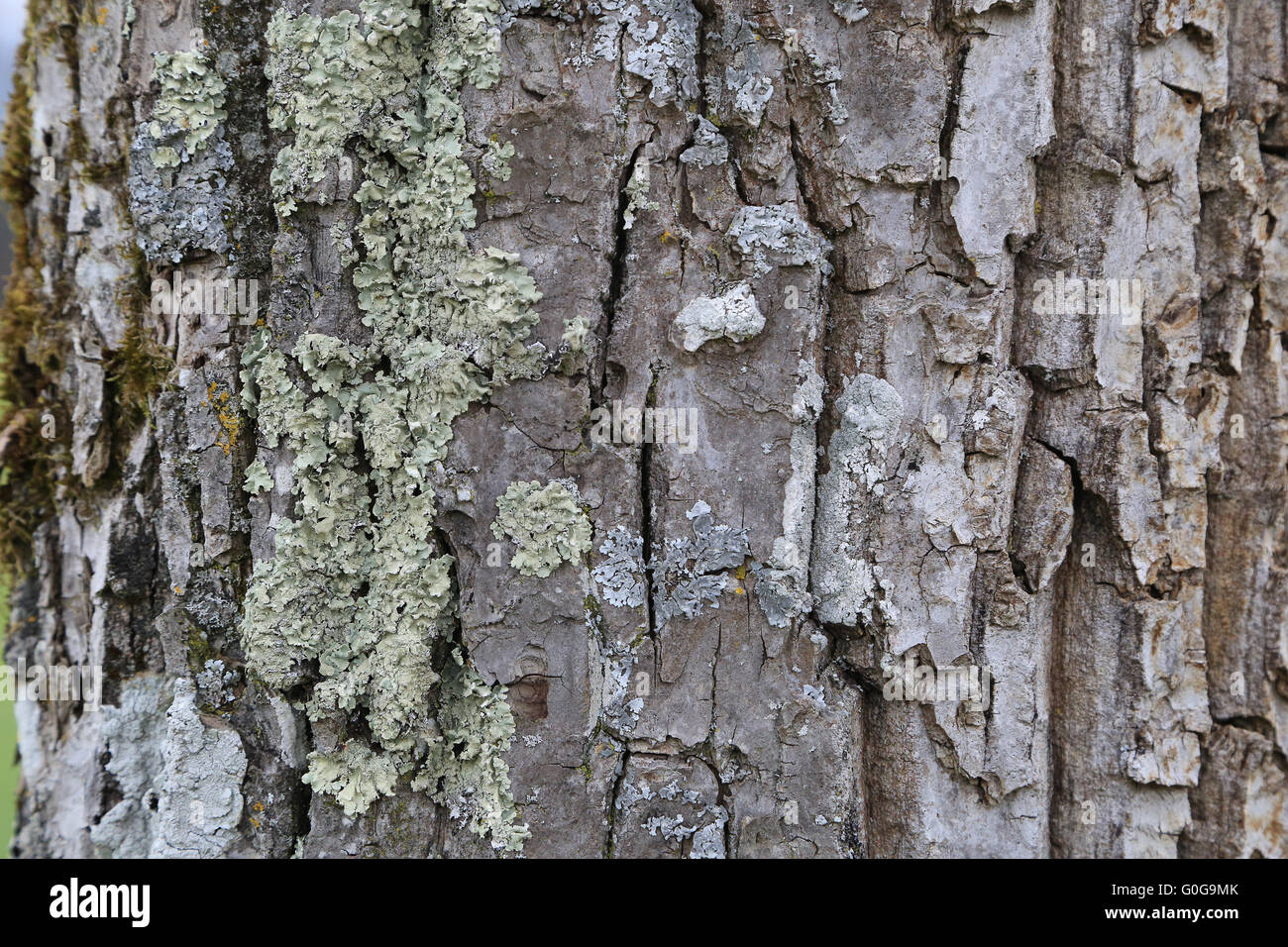 Typische Rinde der Walnussbaum mit Flechten Stockfotografie - Alamy