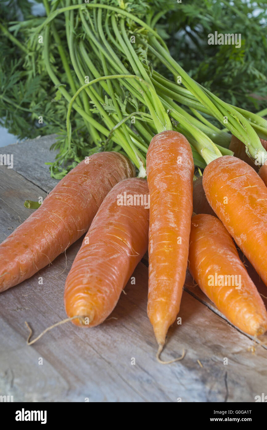 Crop plant -Fotos und -Bildmaterial in hoher Auflösung – Alamy