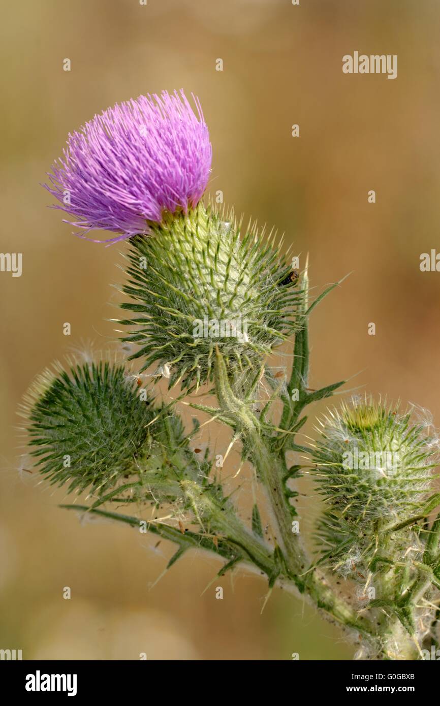 Heilige maria distel -Fotos und -Bildmaterial in hoher Auflösung – Alamy