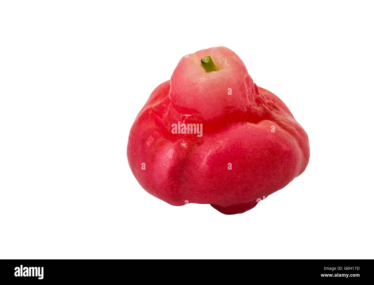 Syzygium jambos -Fotos und -Bildmaterial in hoher Auflösung – Alamy