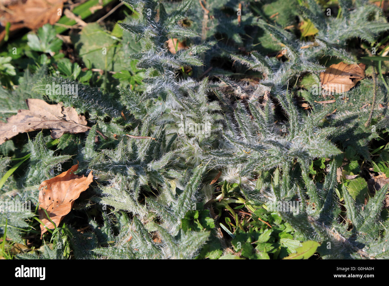 Stachelige distel -Fotos und -Bildmaterial in hoher Auflösung – Alamy