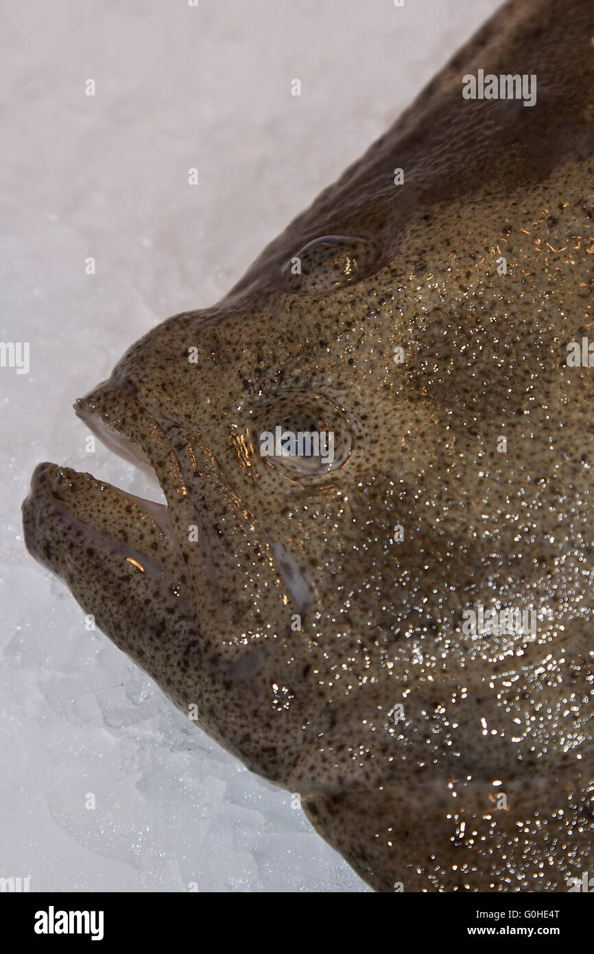 Steinbutt scophthalmus maximus -Fotos und -Bildmaterial in hoher Auflösung – Alamy