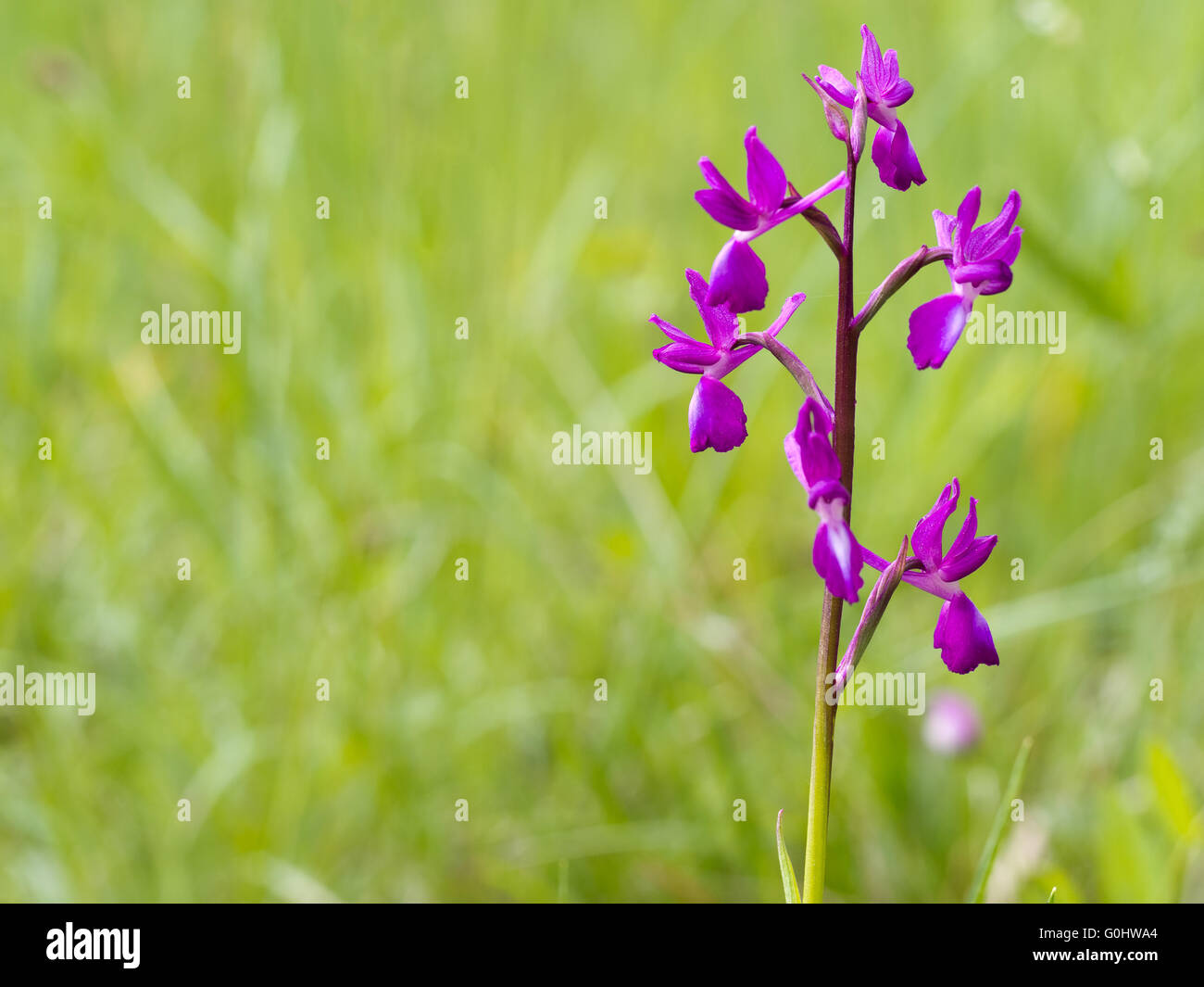 Wilde orchidee -Fotos und -Bildmaterial in hoher Auflösung – Alamy