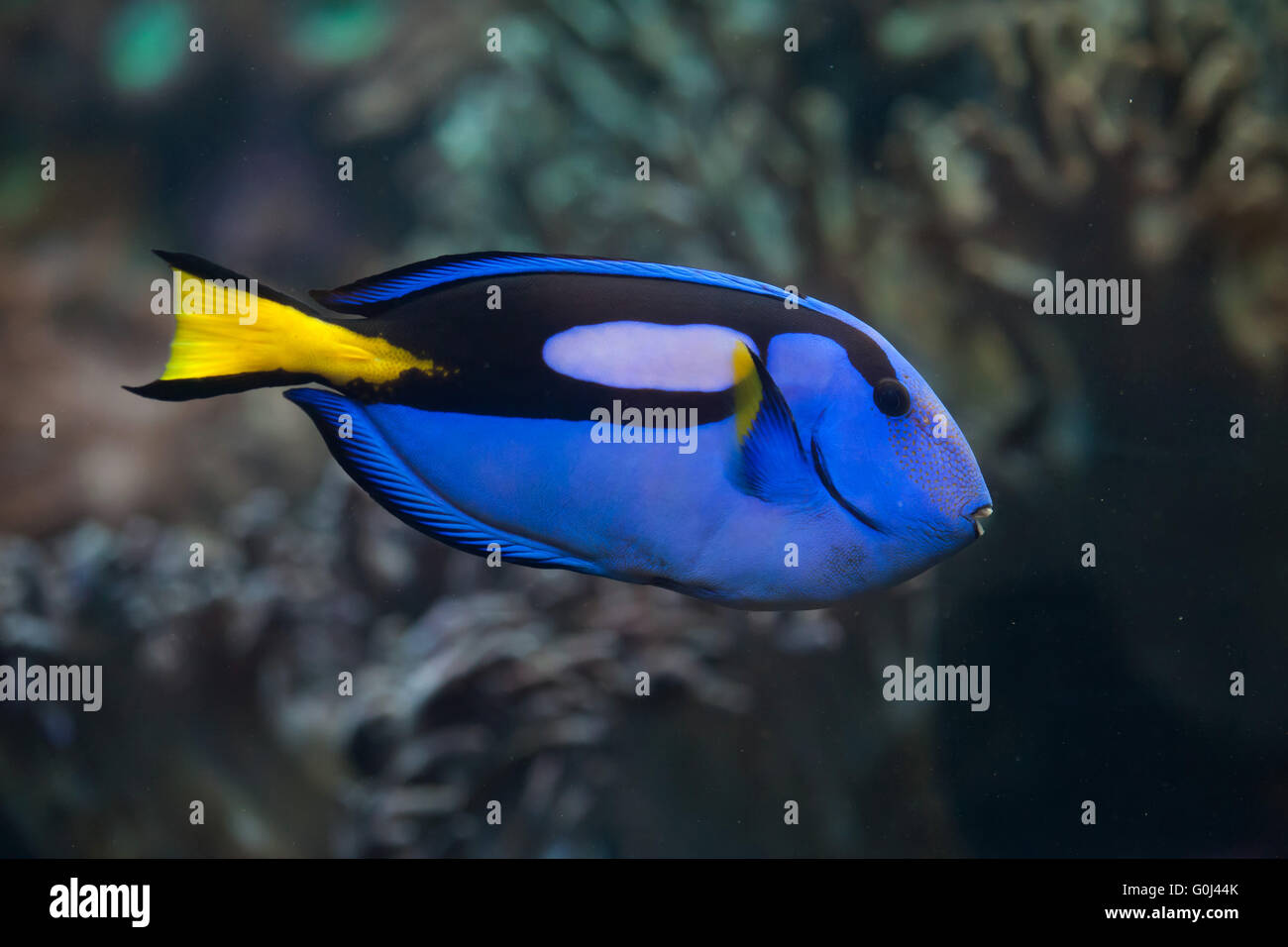 Blauer Doktorfisch (Paracanthurus Hepatus), auch bekannt als die blaue ...