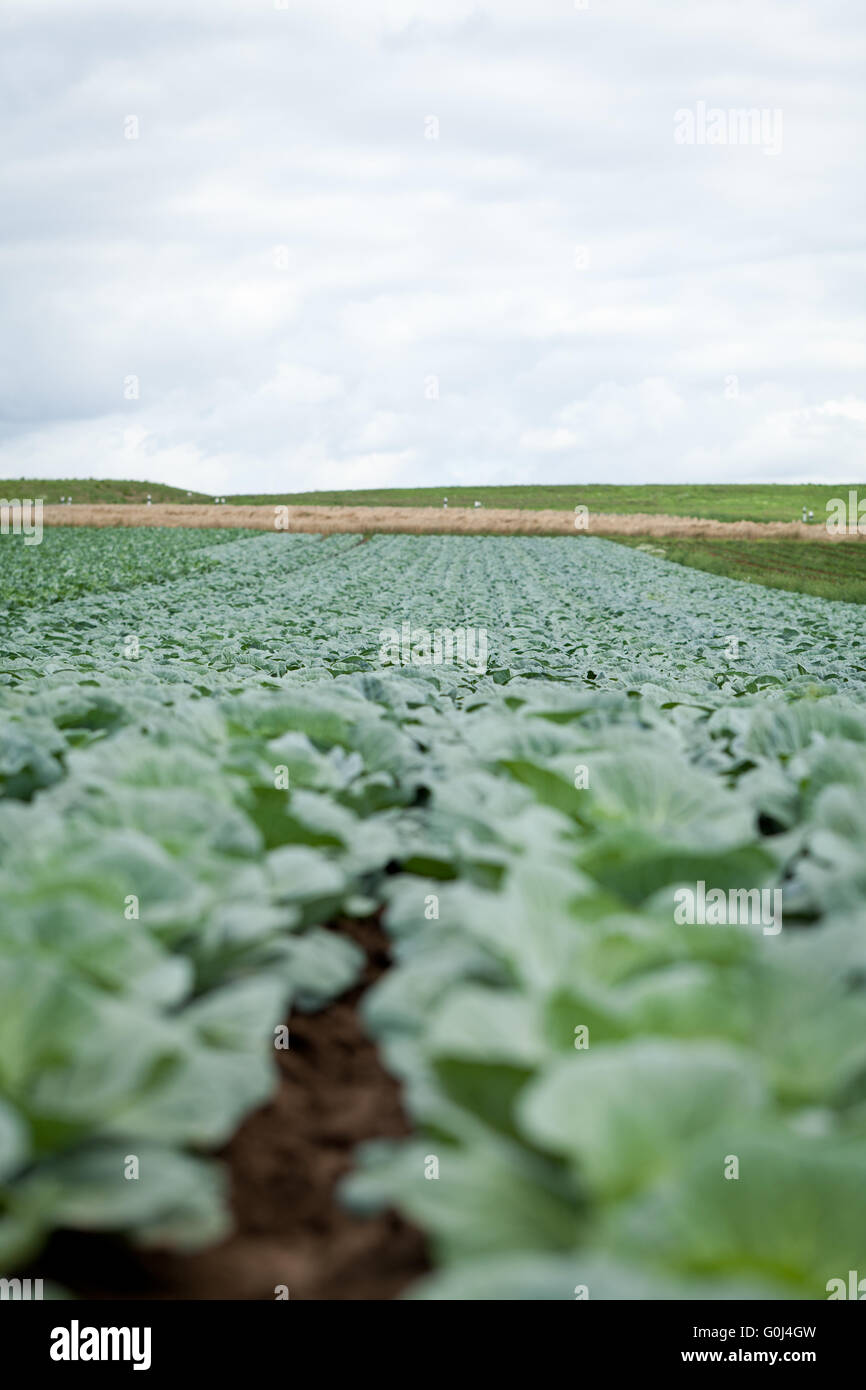 Gr nkohl pflanze -Fotos und -Bildmaterial in hoher Auflösung – Alamy