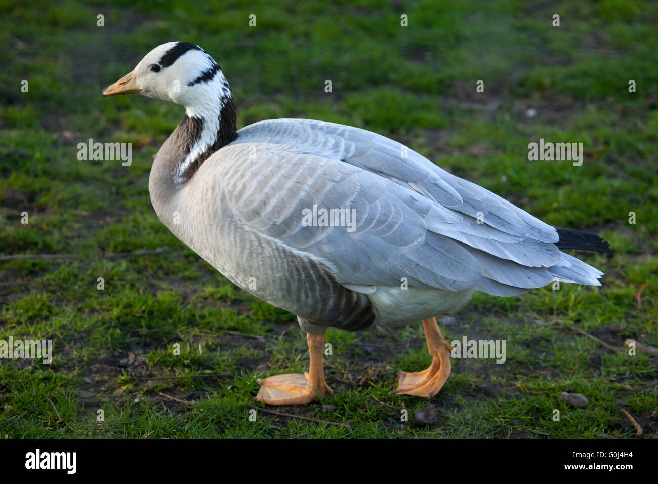 Bar gans oder indische gans anser indicus -Fotos und -Bildmaterial in hoher Auflösung – Alamy