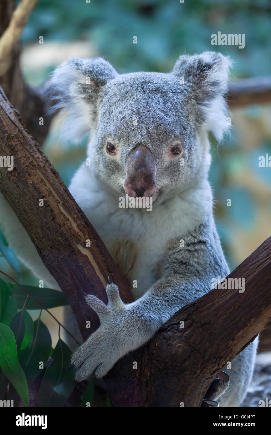 Queensland Koala (Phascolarctos Cinereus Adustus) im Zoo von Dresden ...