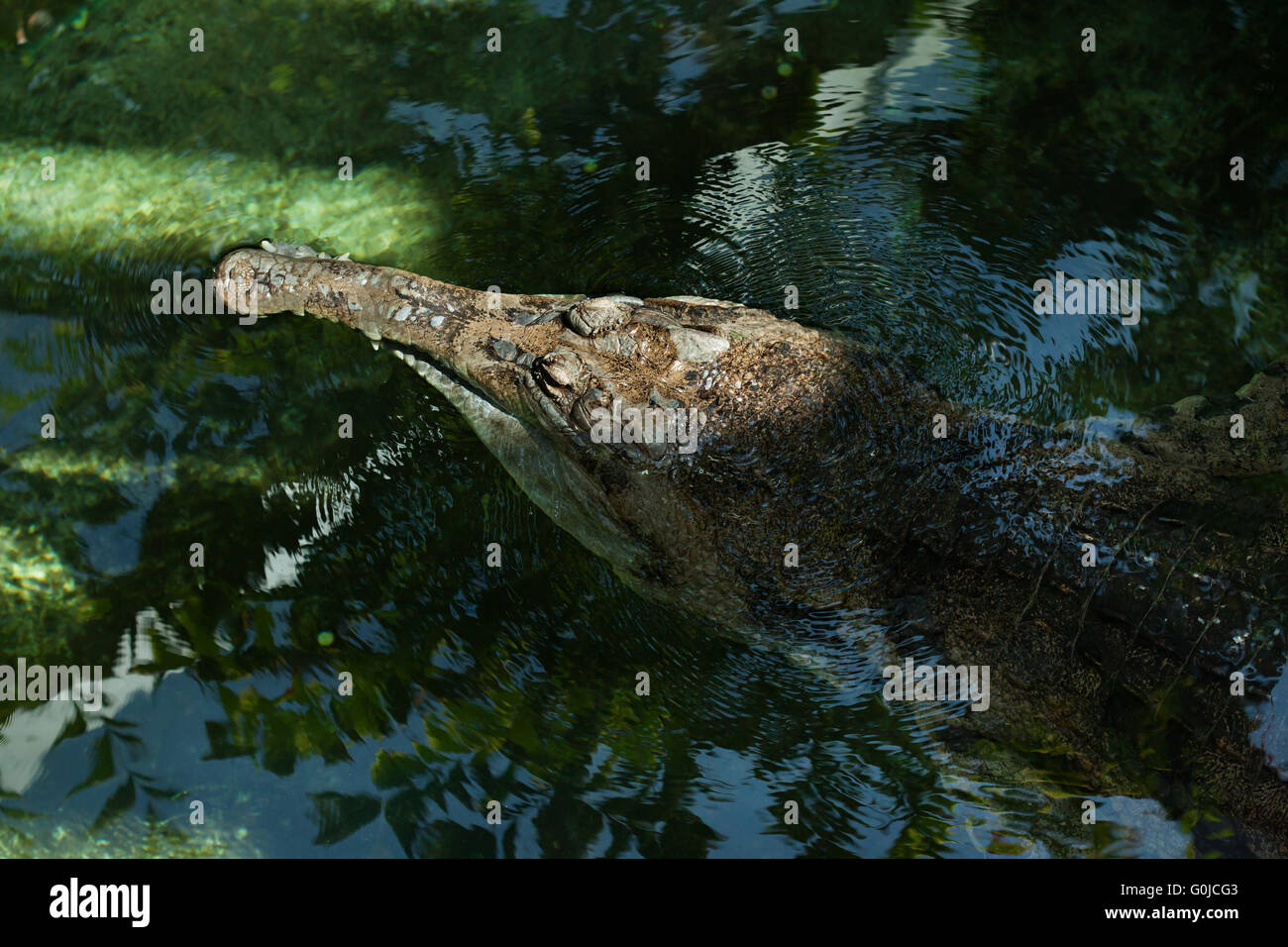 Sunda gavial -Fotos und -Bildmaterial in hoher Auflösung – Alamy