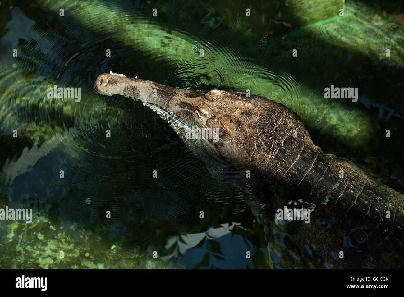 Sunda Gavial Stockfotos und -bilder Kaufen - Alamy