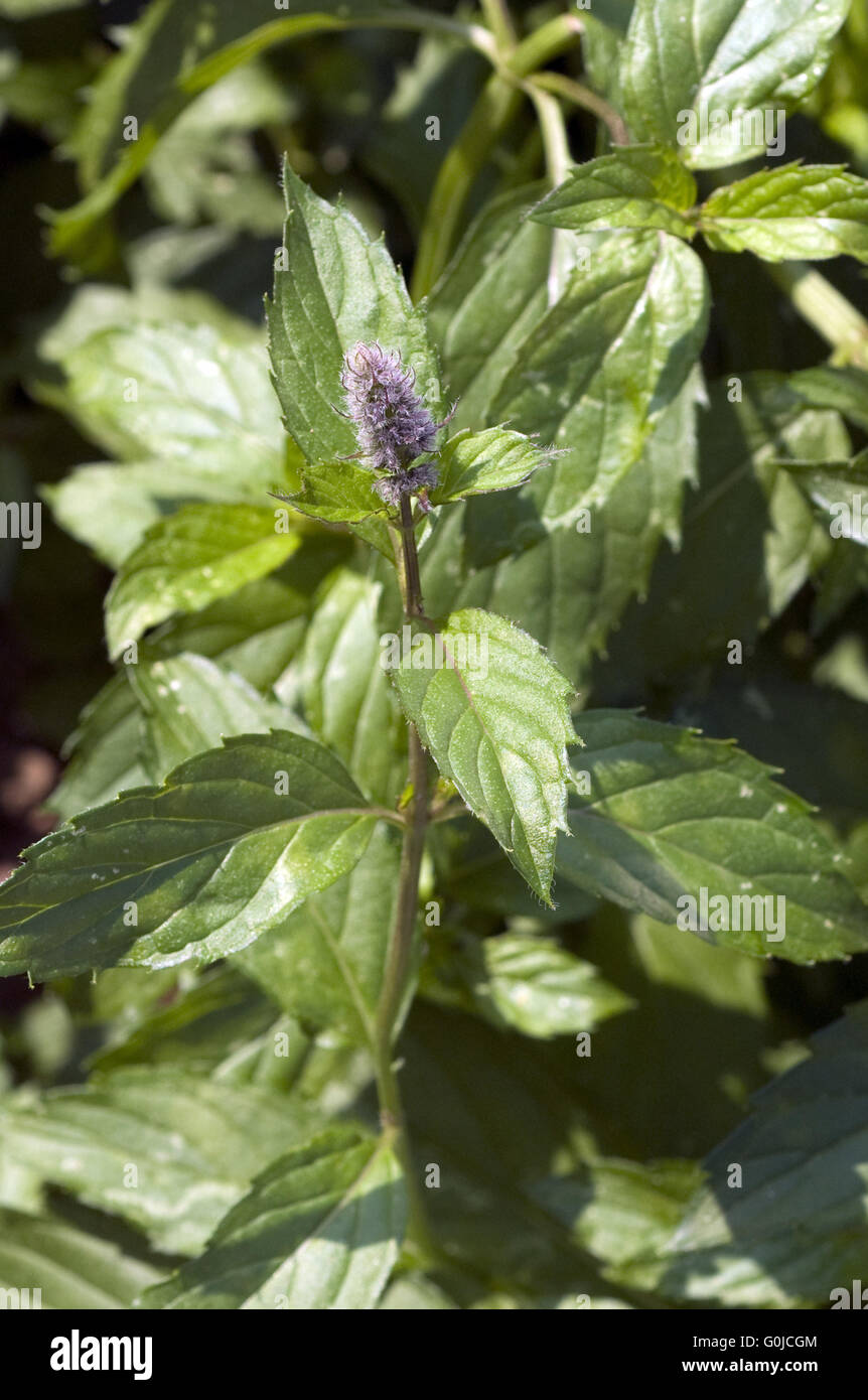 Cindy minze -Fotos und -Bildmaterial in hoher Auflösung – Alamy