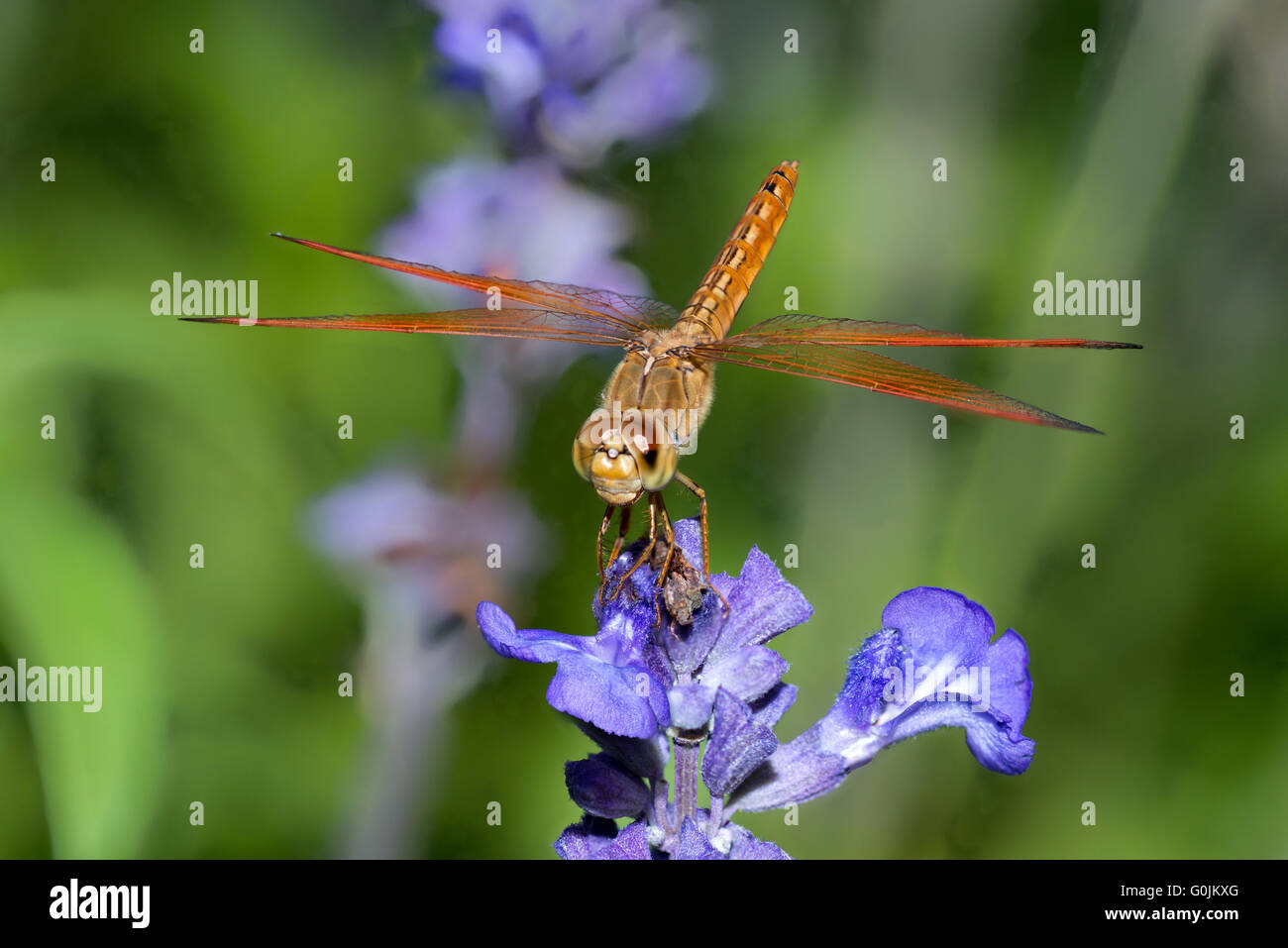 Blaue libelle makro -Fotos und -Bildmaterial in hoher Auflösung – Alamy