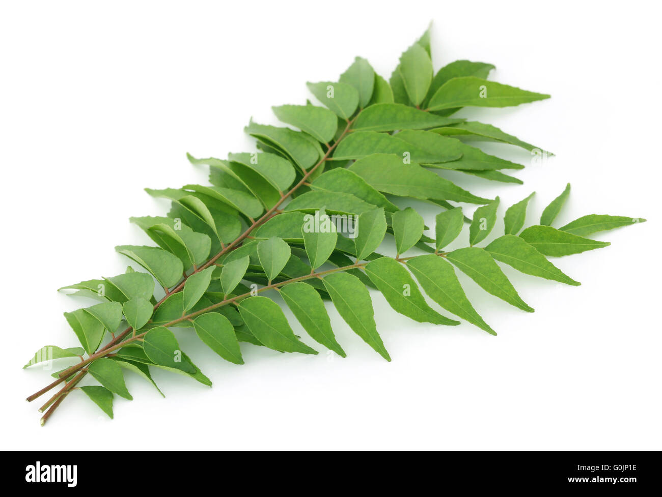 Curry blatt baum murraya koenigii -Fotos und -Bildmaterial in hoher ...