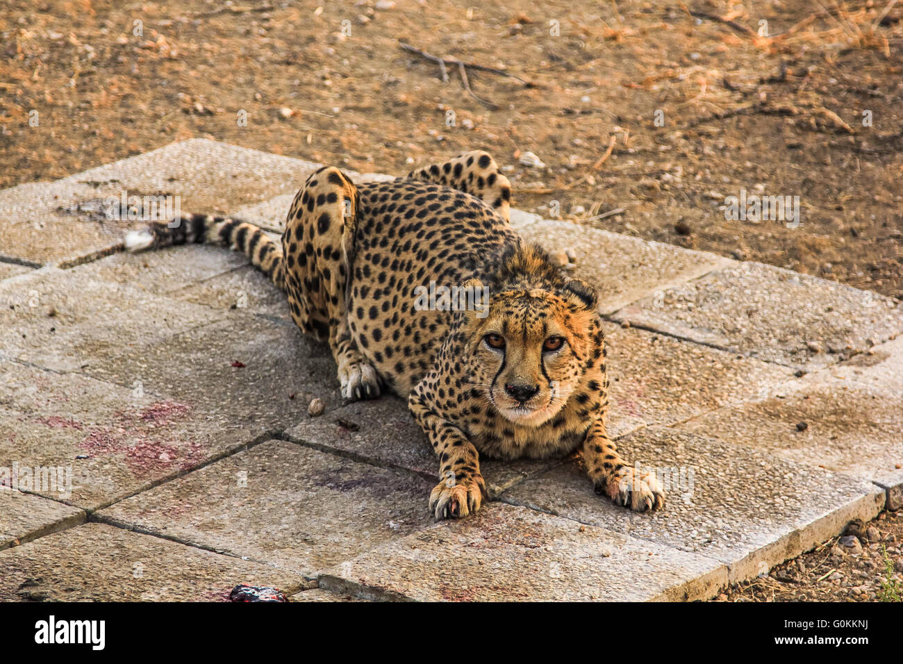 Gepard, der fleisch isst -Fotos und -Bildmaterial in hoher Auflösung ...